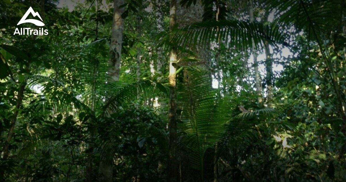 Best hikes and trails in Alta Floresta | AllTrails