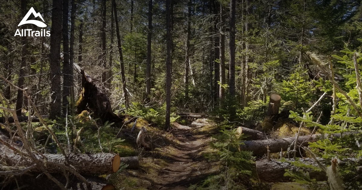 Best forest trails in Murray River | AllTrails