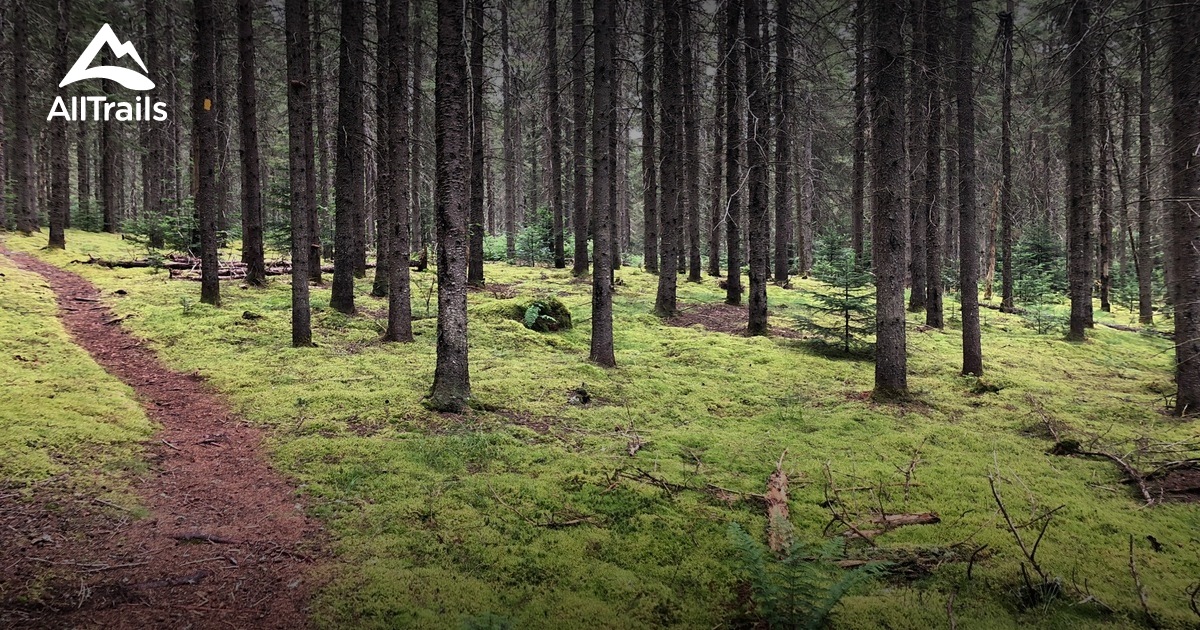 Best forest trails in Marston | AllTrails