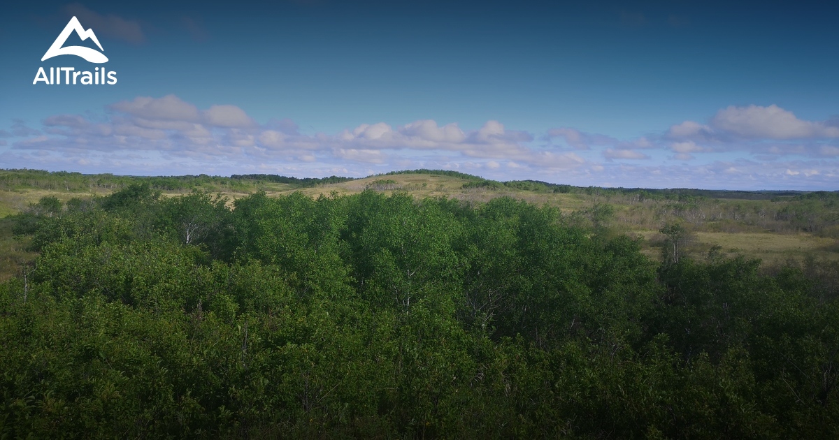 Best wildflower trails in Senlac | AllTrails