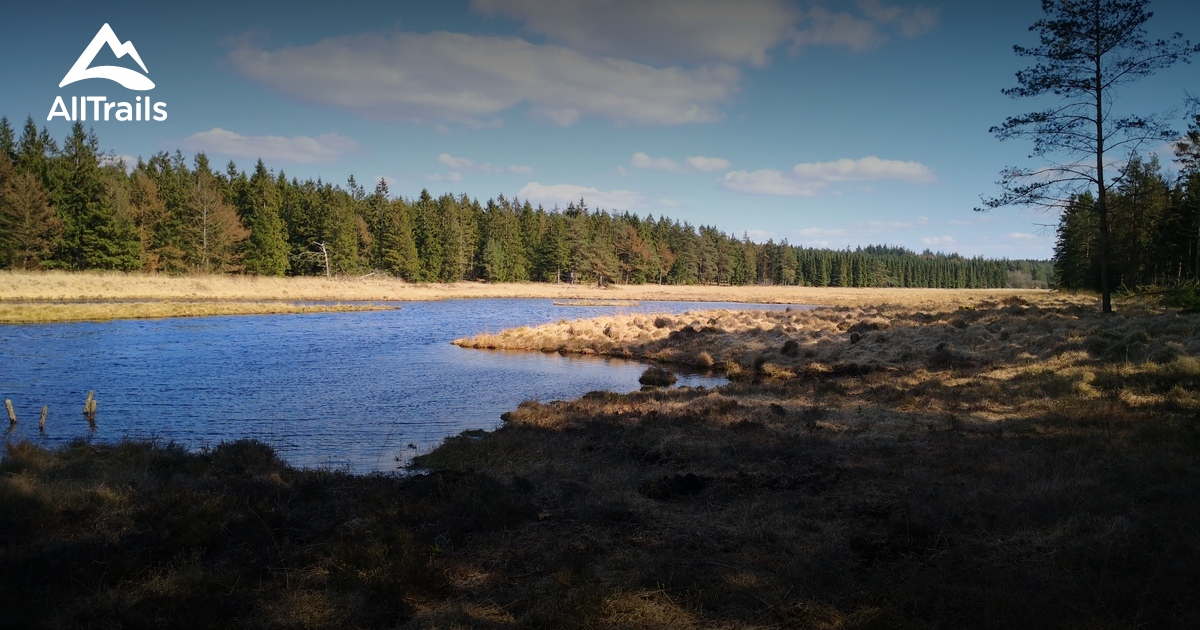 Best forest trails in Karup | AllTrails