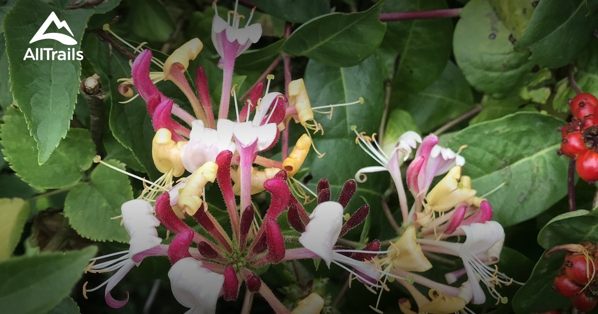 Best Trails, Walks, and Paths in Bredebro | AllTrails