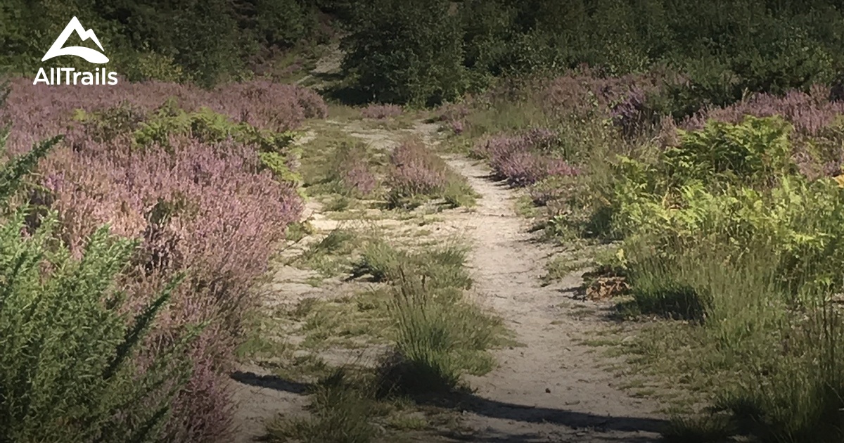 10 Best Trails, Walks, and Paths in Liphook | AllTrails