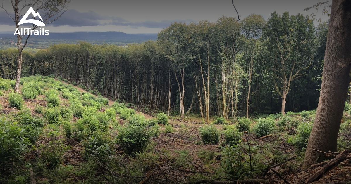 10 Best trails and hikes in Hindhead | AllTrails
