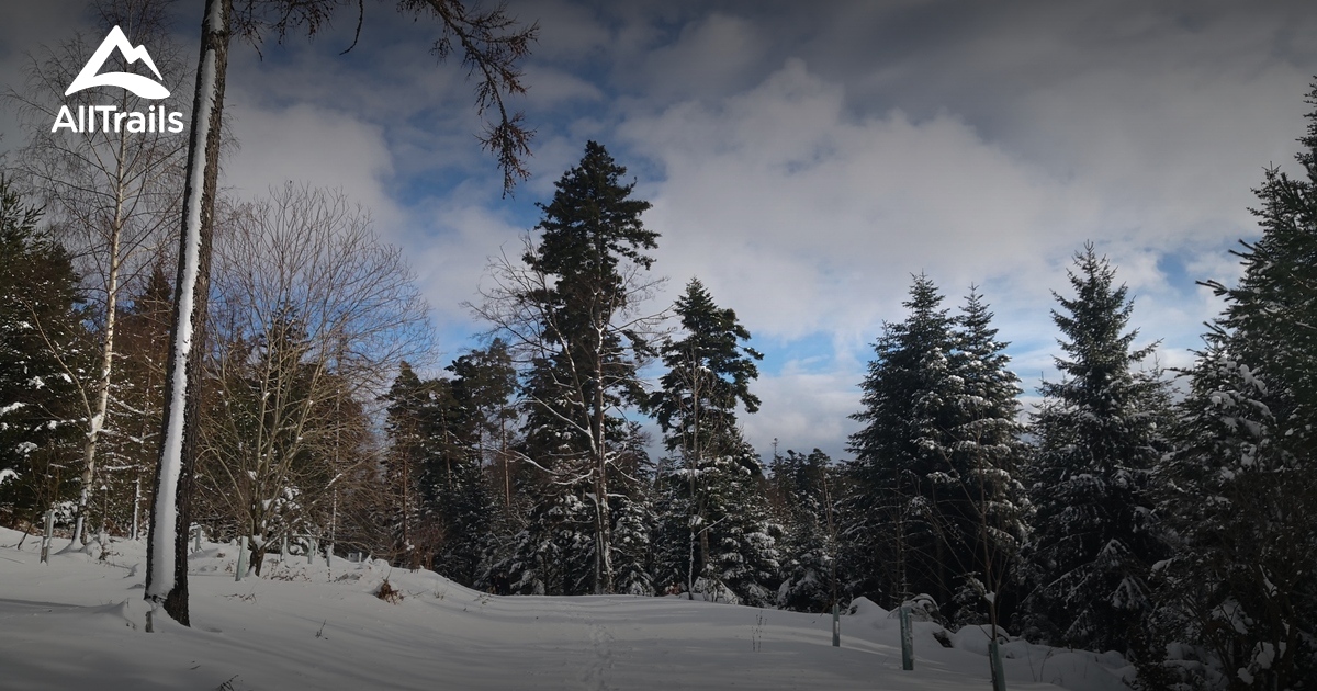 Best forest trails in Schömberg | AllTrails