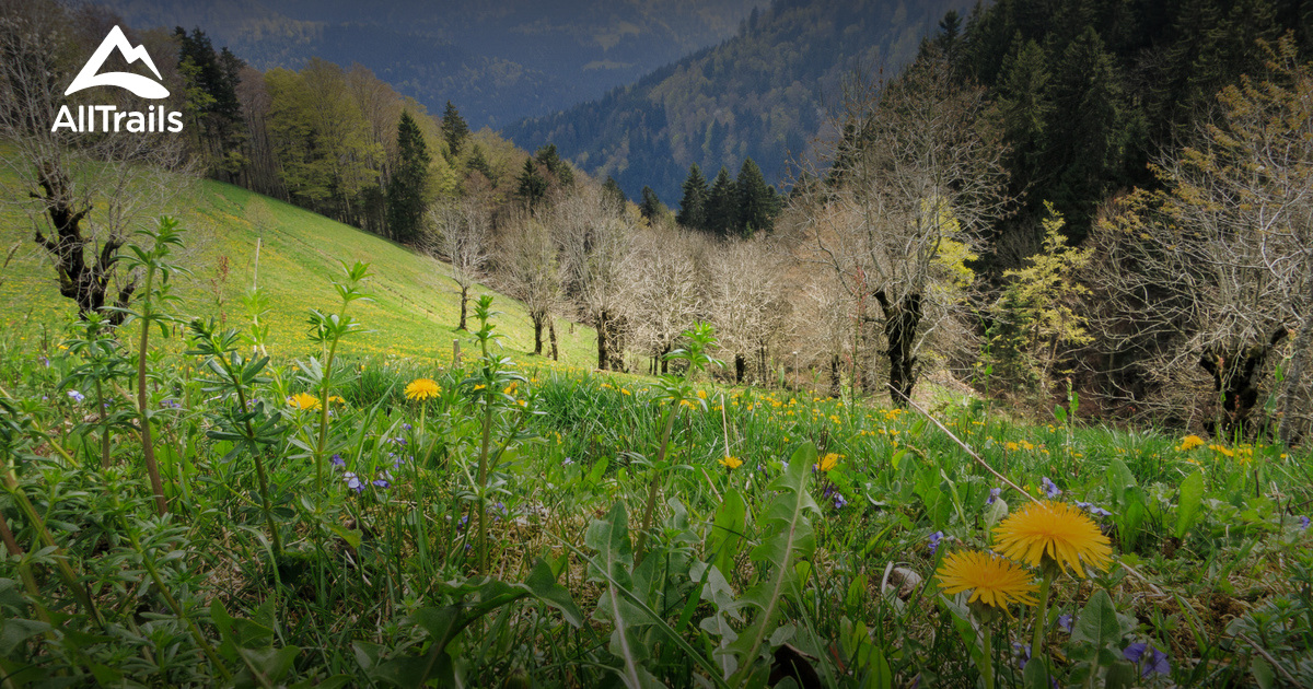 Simonswald: Die 10 schönsten Routen zum Wandern | AllTrails