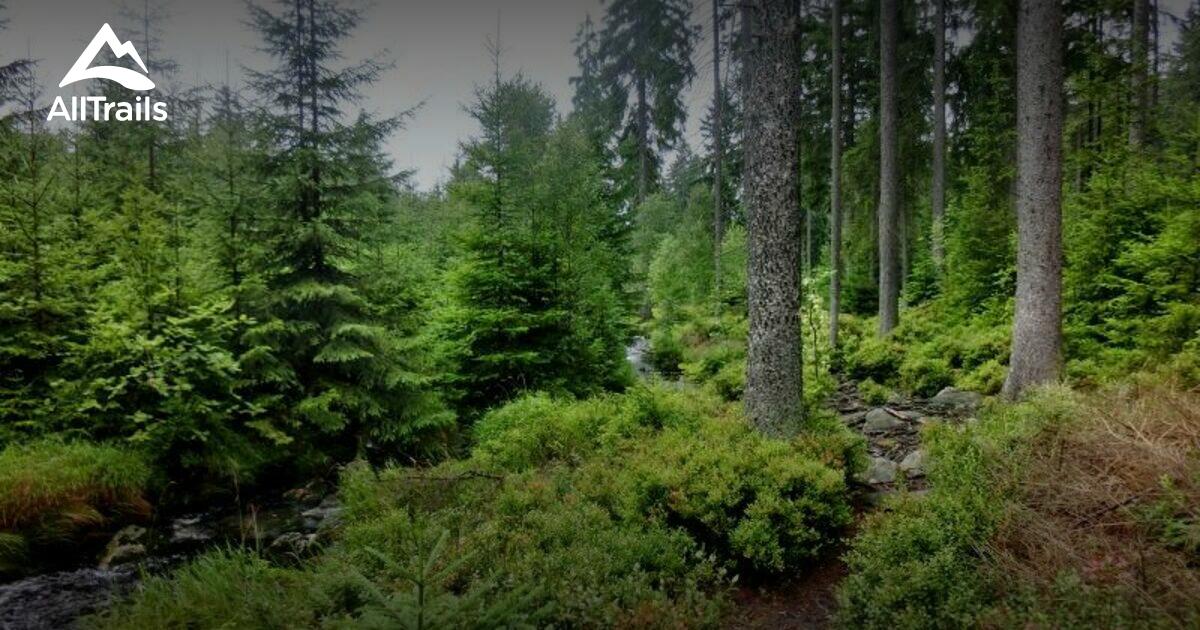 Bedste moderate ruter i Bischofsgrüner Forst | AllTrails