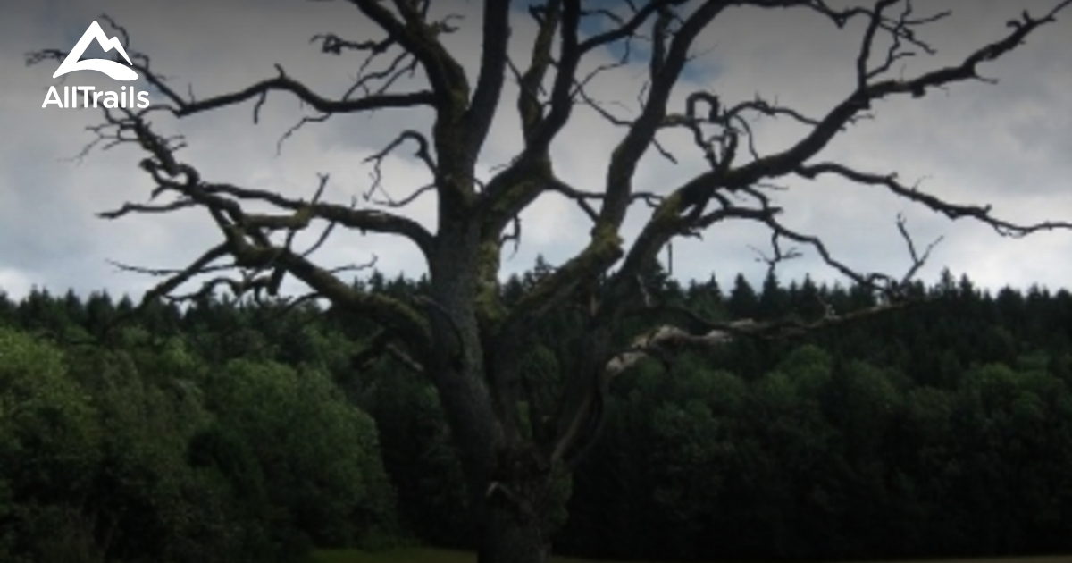 Best forest trails in Gauting | AllTrails