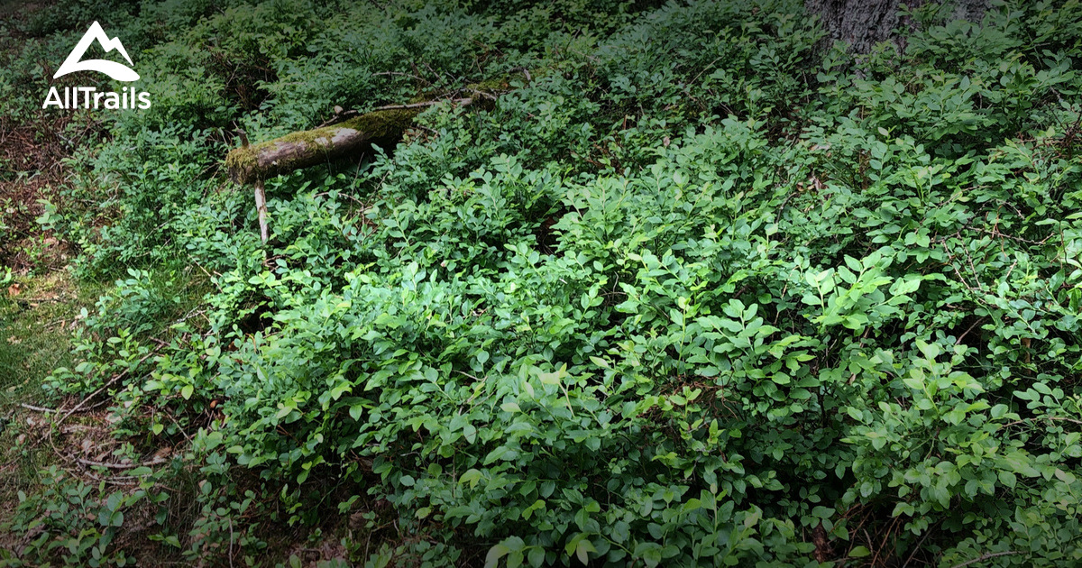 Best views trails in Motten | AllTrails