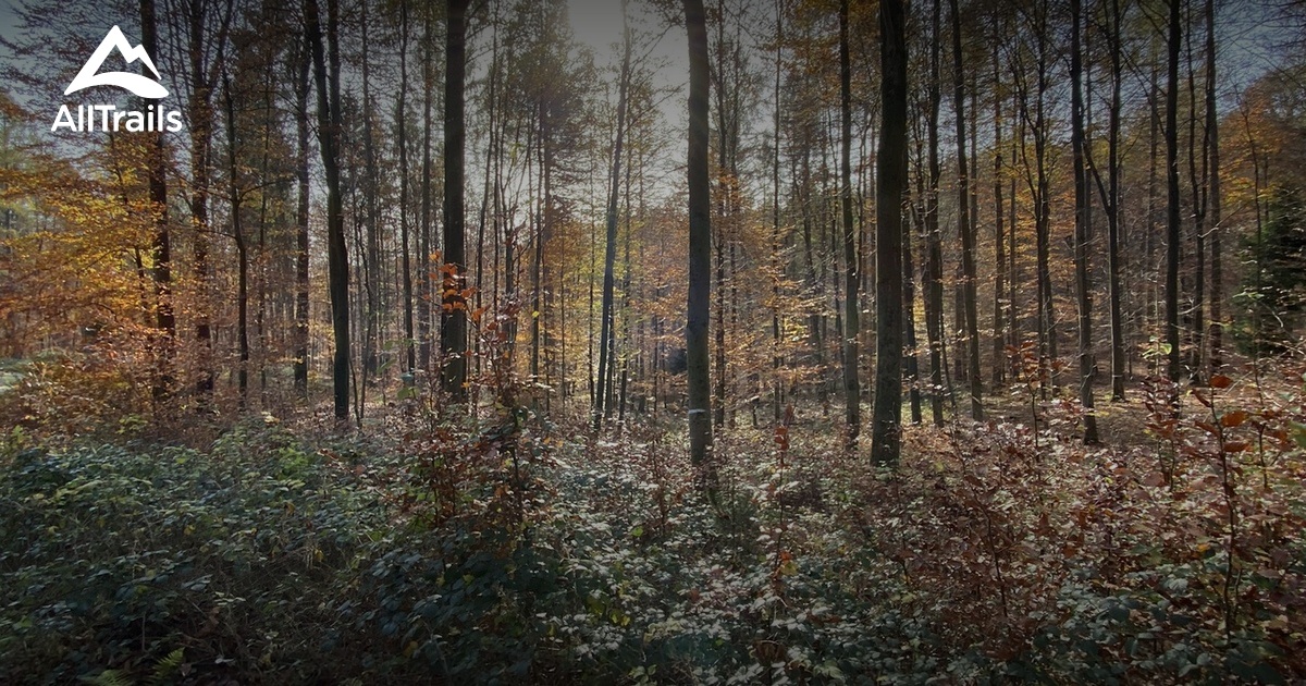 Le migliori escursioni e sentieri in Solling | AllTrails