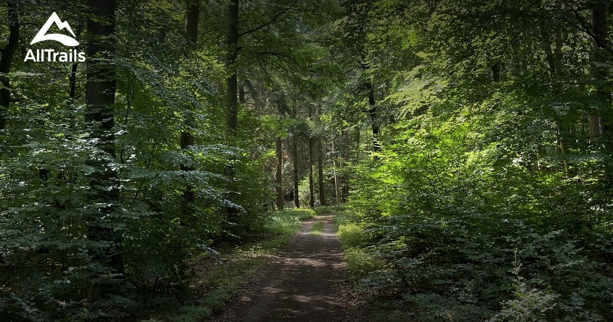 Best forest trails in Mackenbach | AllTrails