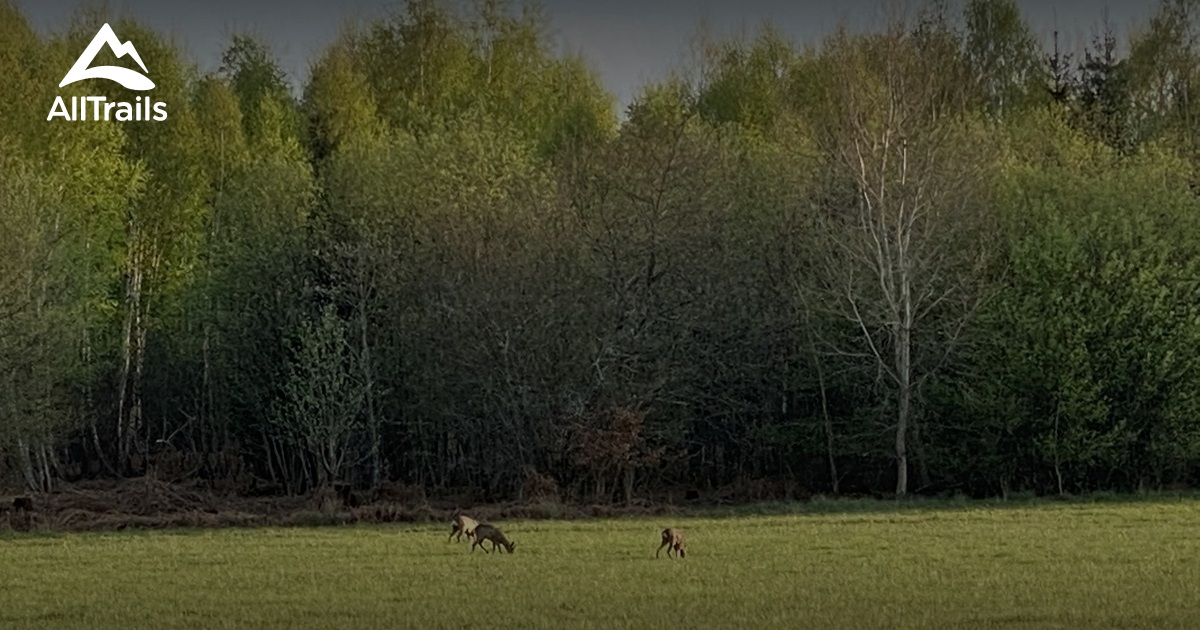 Best Trails, Walks, and Paths in Ramstein-Miesenbach | AllTrails