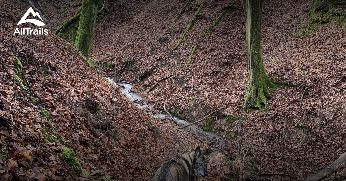 Best hikes and trails in Weilerbach | AllTrails