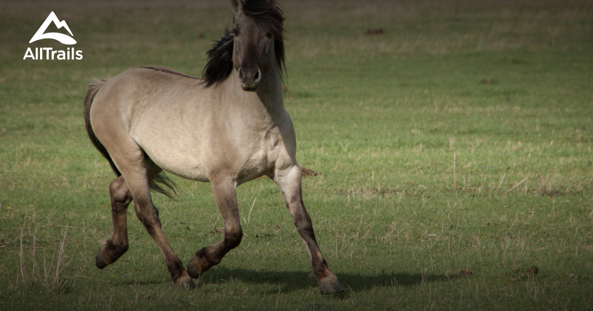 Best easy trails in Osternienburger Land | AllTrails
