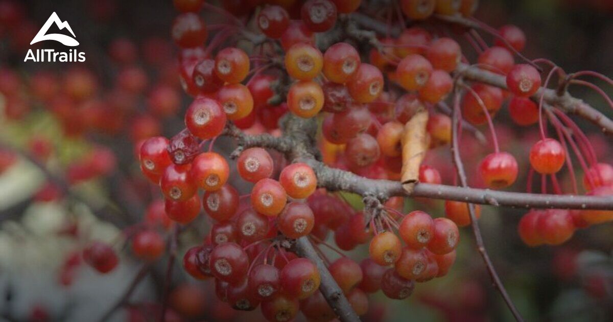 Best hikes and trails in Simontornya | AllTrails