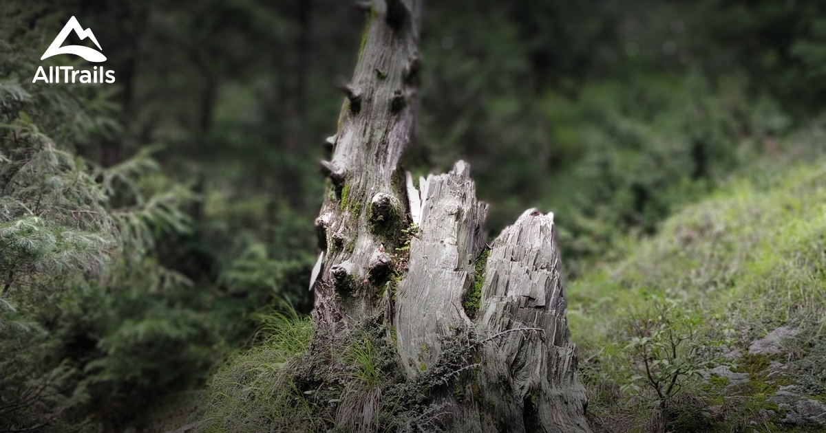 Best forest trails in Kasauli | AllTrails