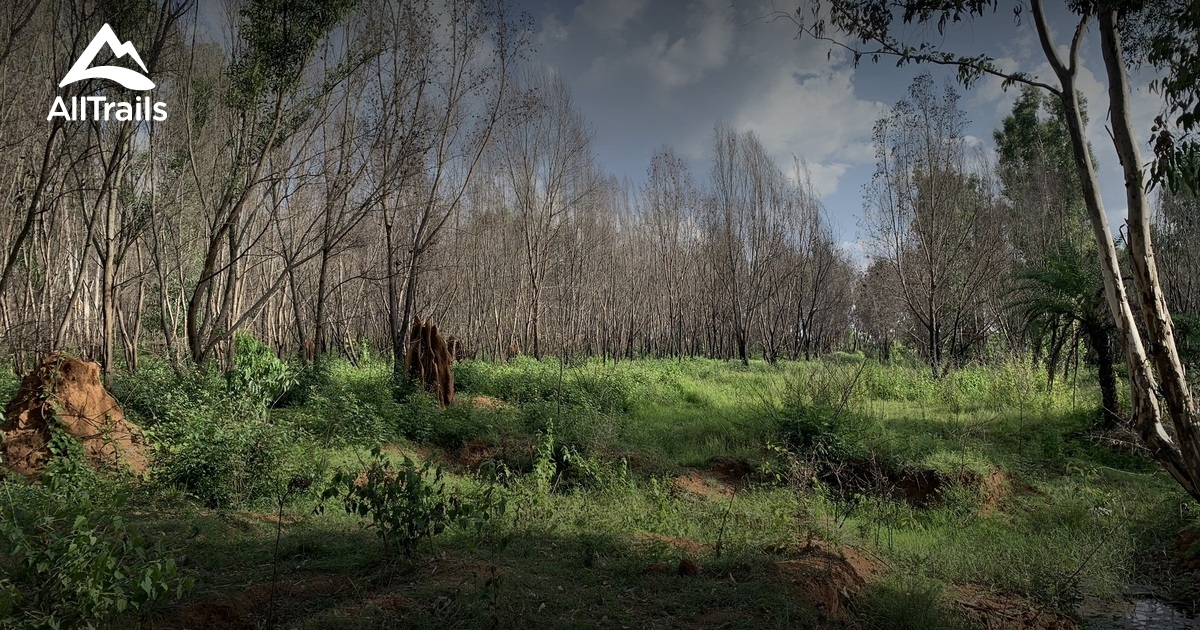10 Best forest trails in Bangalore | AllTrails