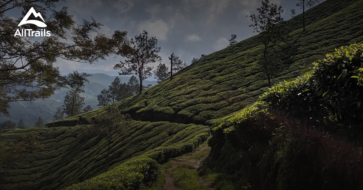 10 Best Forest Trails in Munnar | AllTrails
