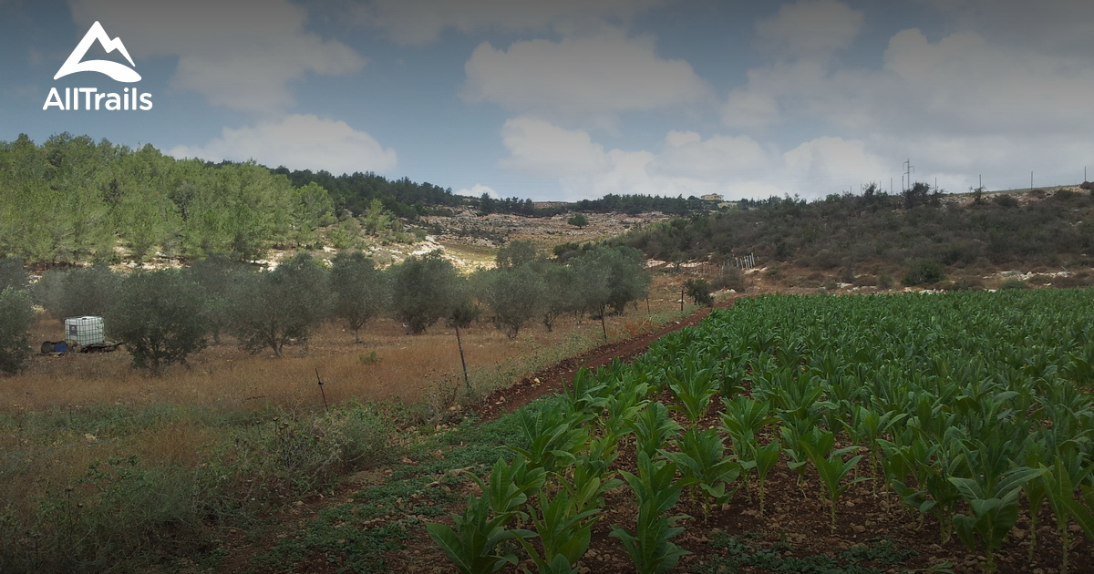 Best hikes and trails in Ibilin | AllTrails