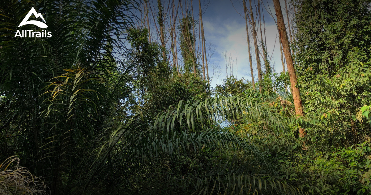 Best hikes and trails in Kubang Semang | AllTrails