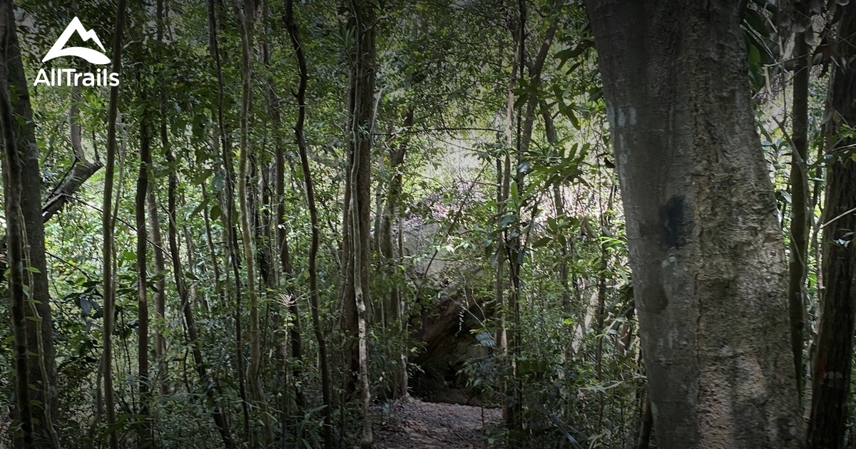 Best forest trails in Papar | AllTrails