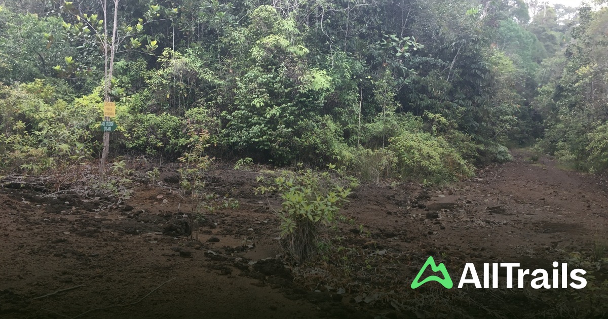 Los mejores senderos y rutas en Telupid | AllTrails