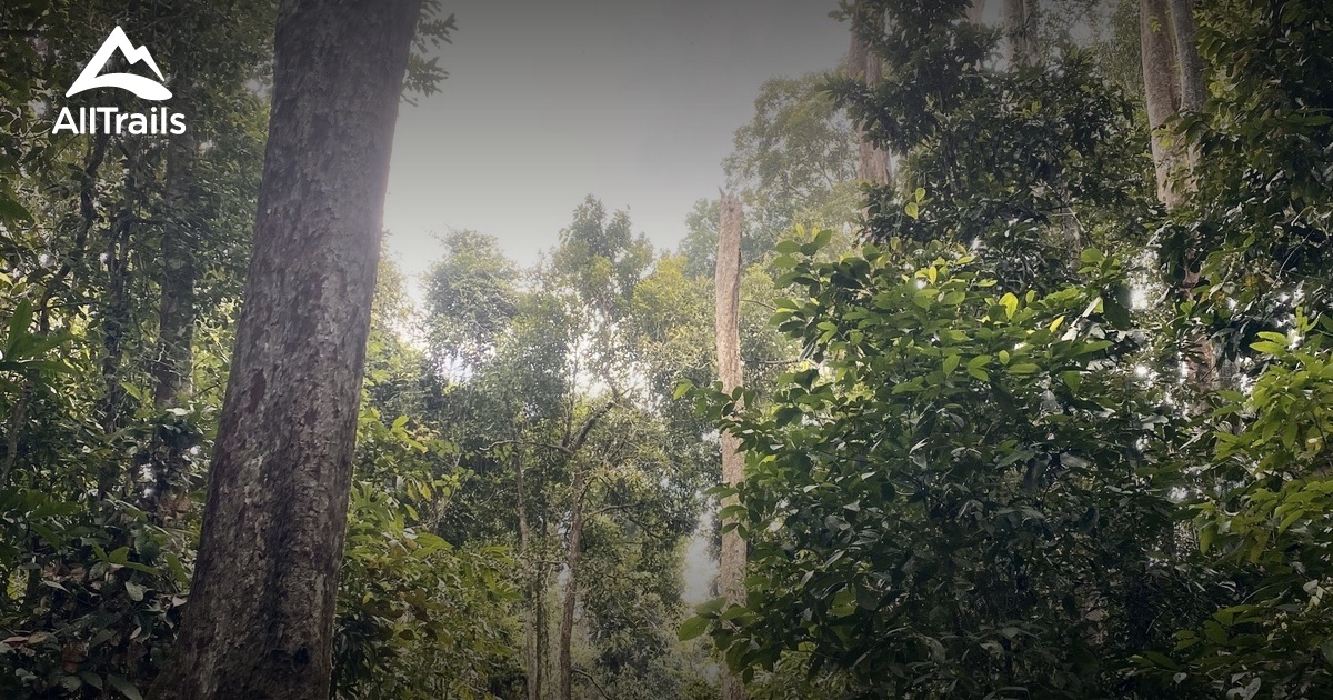 10 Best forest trails in Niah | AllTrails