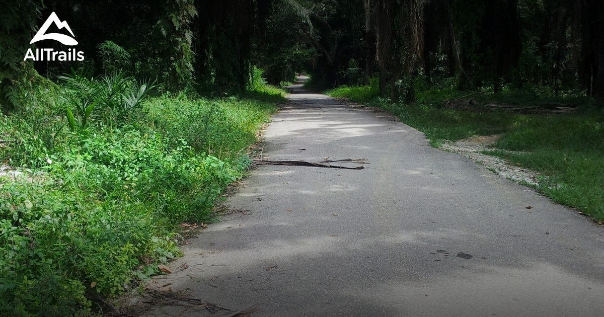 10 Best forest trails in Jenjarom | AllTrails