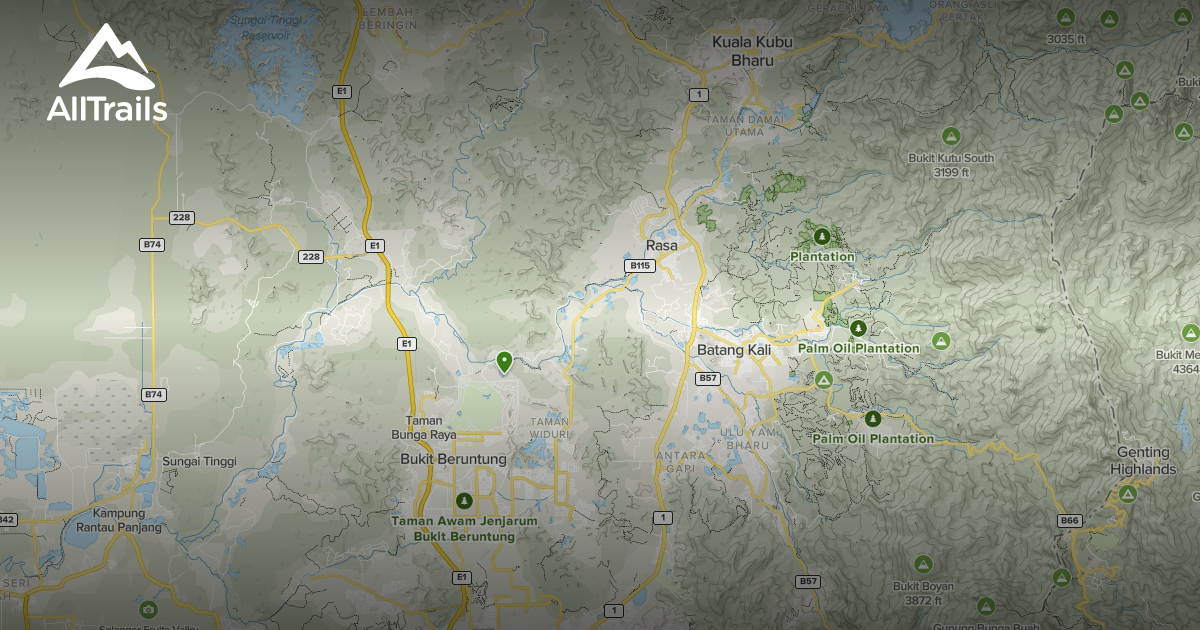 Best forest trails in Rasa | AllTrails