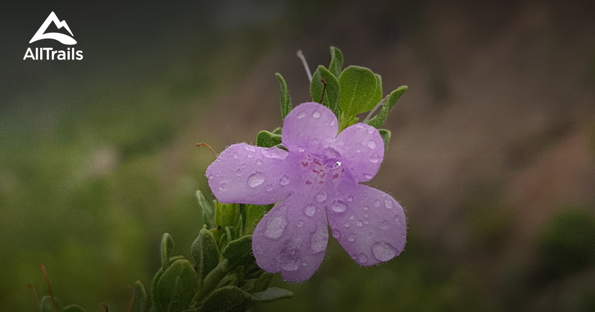 Best hikes and trails in León Guzmán | AllTrails
