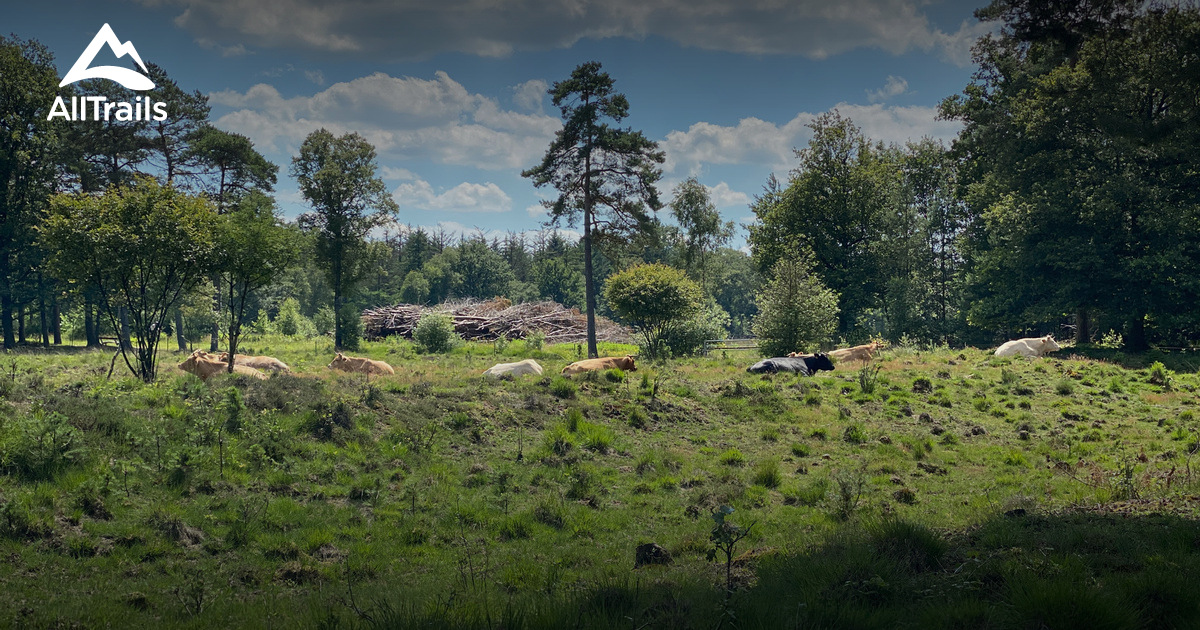 Best forest trails in Beilen | AllTrails