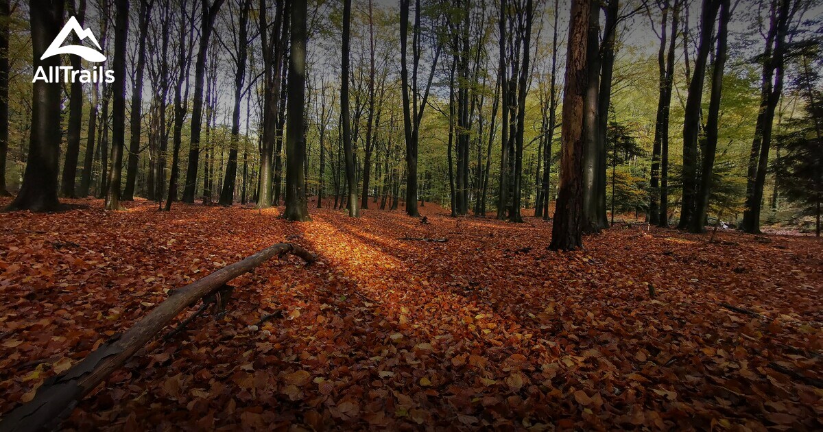 10 Best walking trails in Dwingeloo | AllTrails