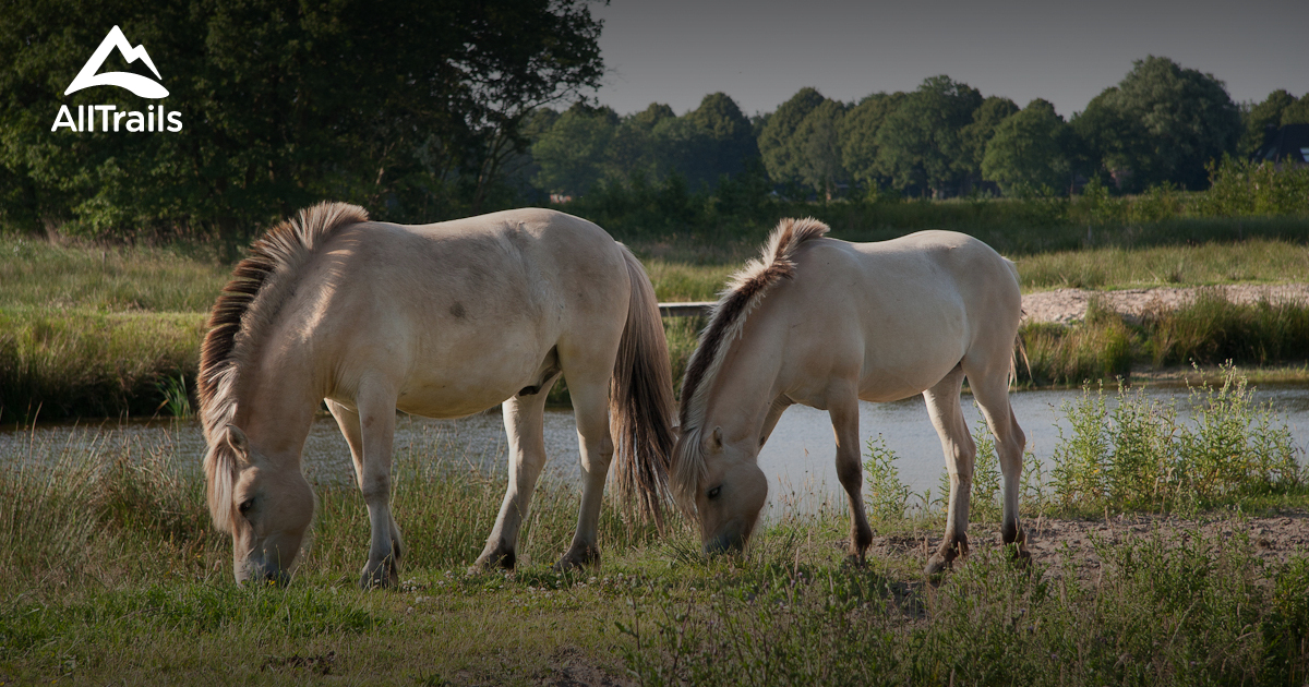 Best easy trails in Westerbroek | AllTrails