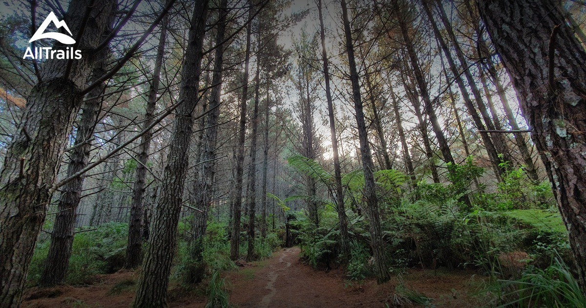 10 Best forest trails in Riverhead | AllTrails
