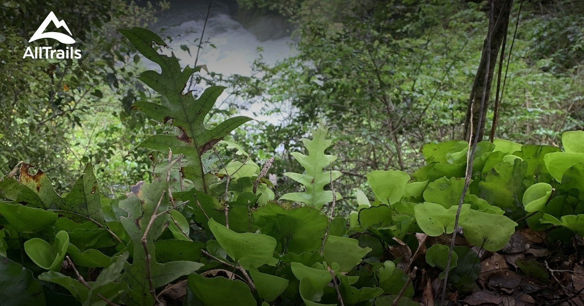 10 Best trails and hikes in Murupara | AllTrails