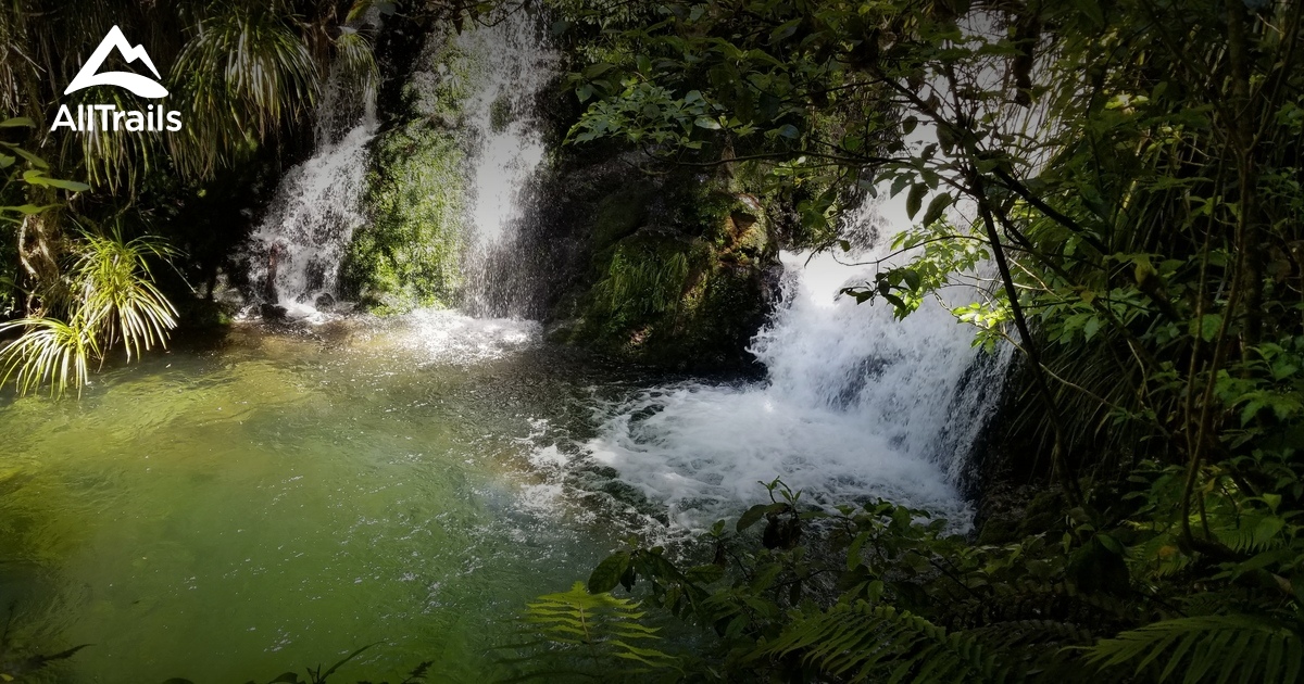 10 Best trails and hikes in Te Puke | AllTrails