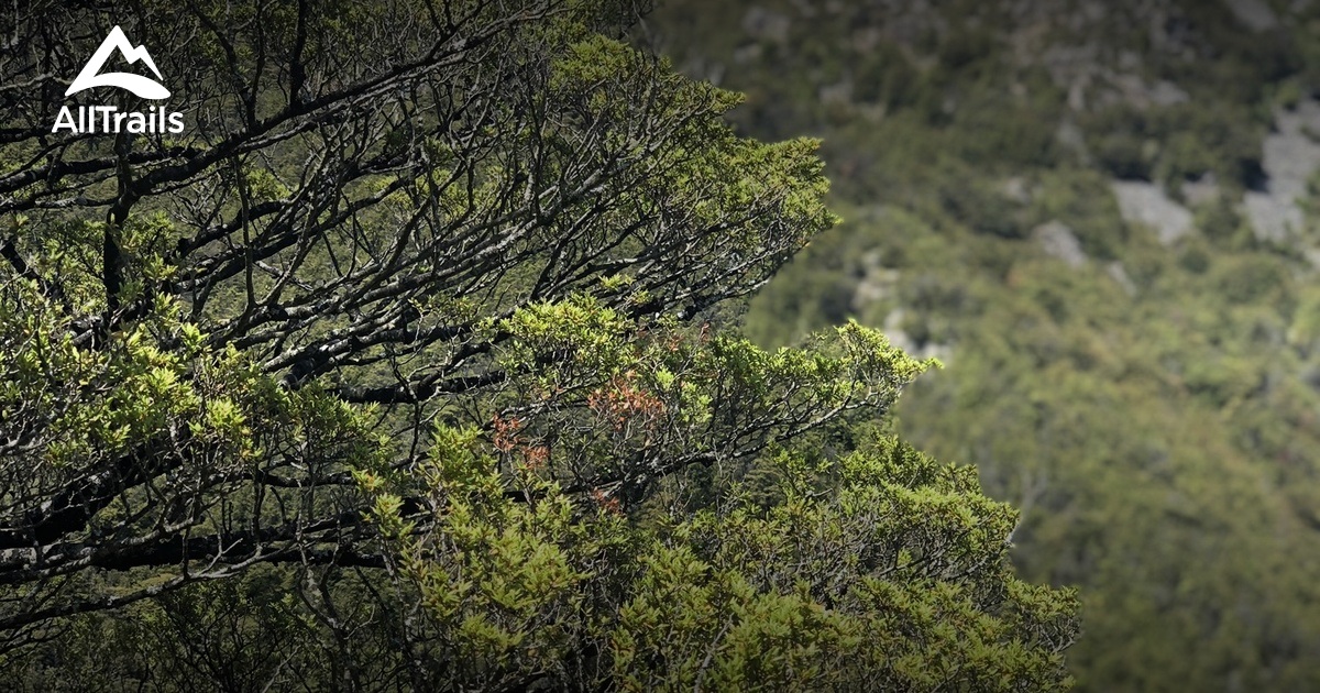 10 Best trails and hikes in Methven | AllTrails