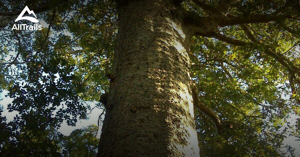 Best moderate trails in Kamo | AllTrails