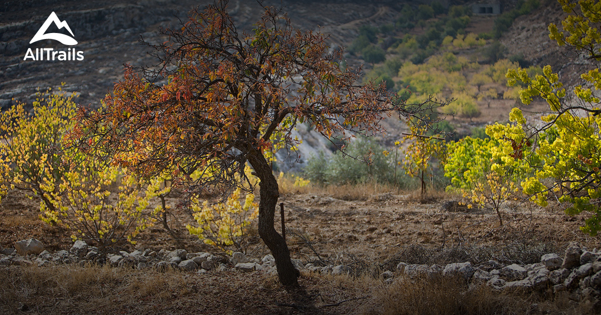 Best hikes and trails in Neve Daniel | AllTrails