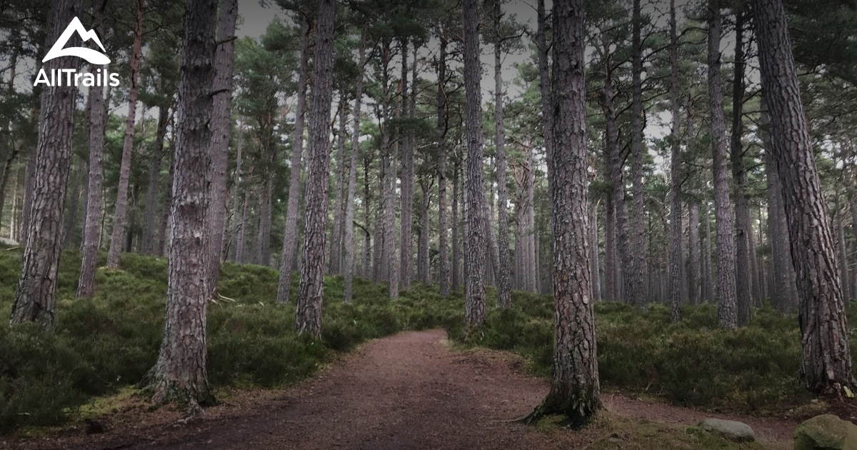 10 Best Trails, Walks, and Paths in Nethy Bridge | AllTrails