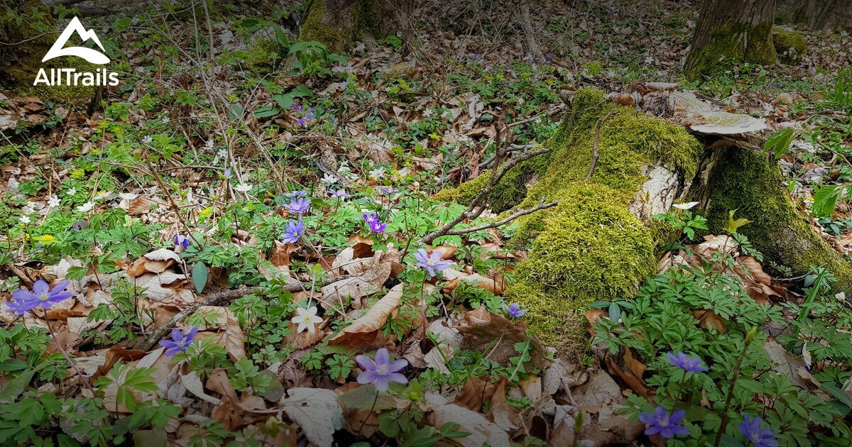 Best Hikes and Trails in Domžale | AllTrails