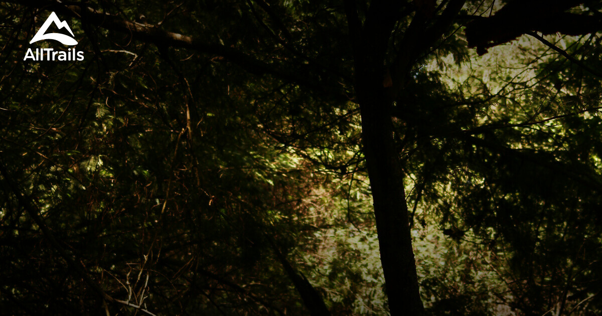 Best Forest Trails in Mpupumeni | AllTrails