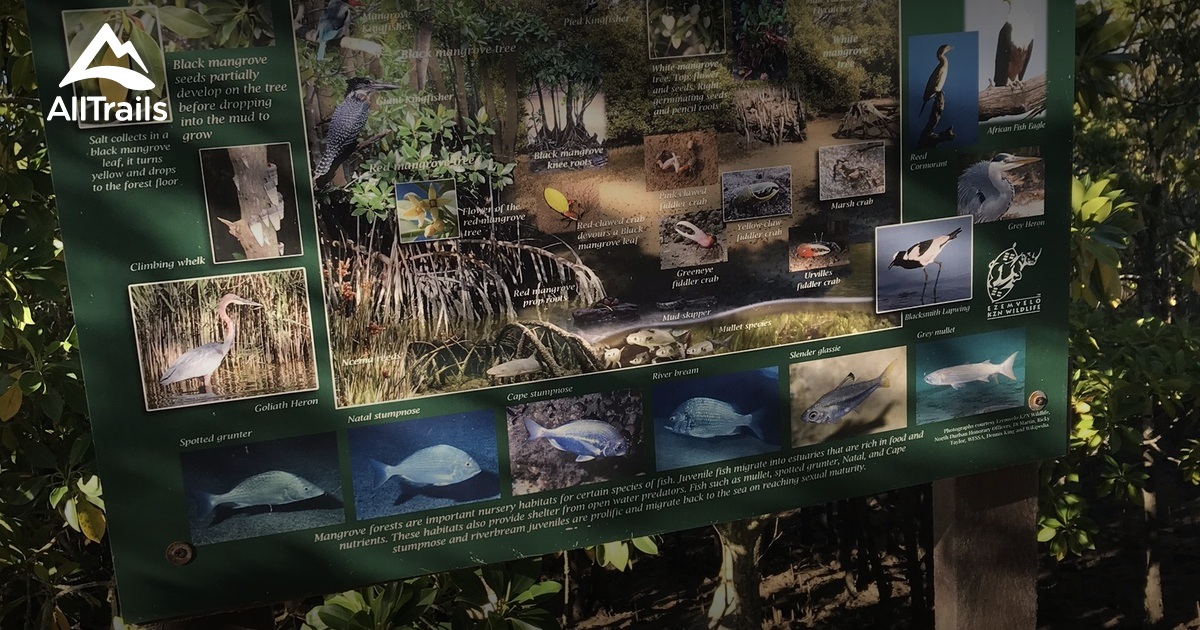 Best forest trails in Mtunzini | AllTrails