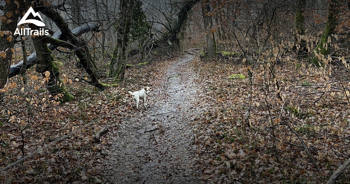 Genolier : les 10 meilleures randonnées et itinéraires | AllTrails