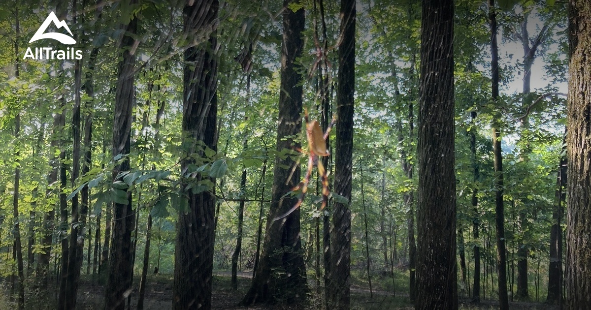 Best river trails in Demopolis | AllTrails