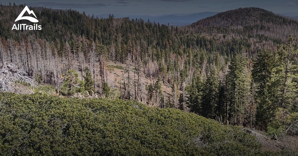 Best forest trails in Butte Meadows | AllTrails