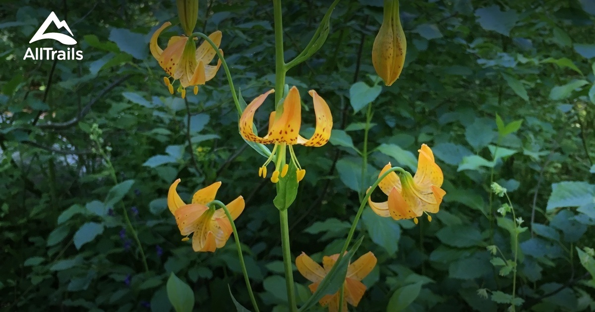 Best hikes and trails in Calpine | AllTrails