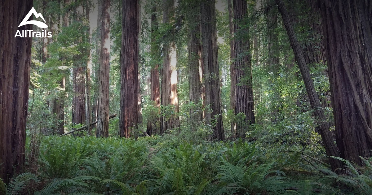 Best wildflower trails in Carlotta | AllTrails