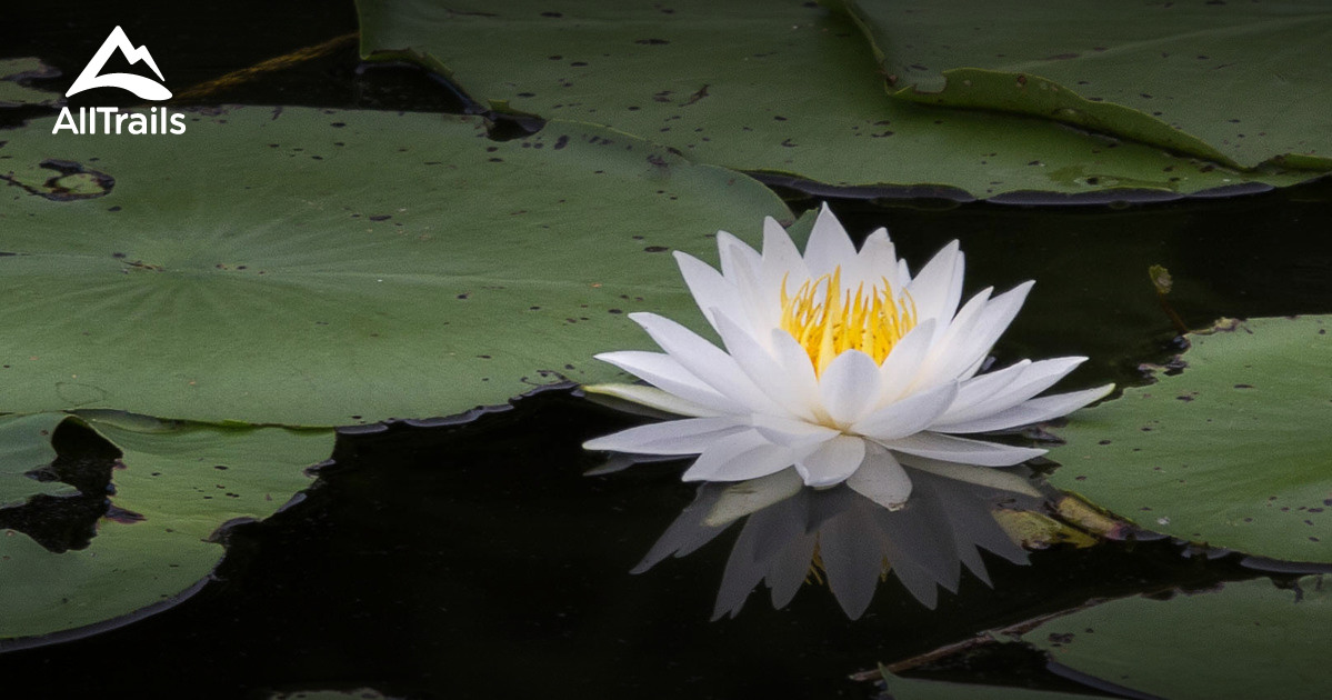 Best hikes and trails in Astatula | AllTrails