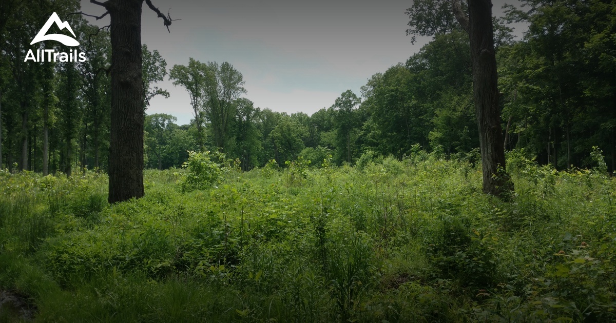 Best forest trails in Deerfield | AllTrails